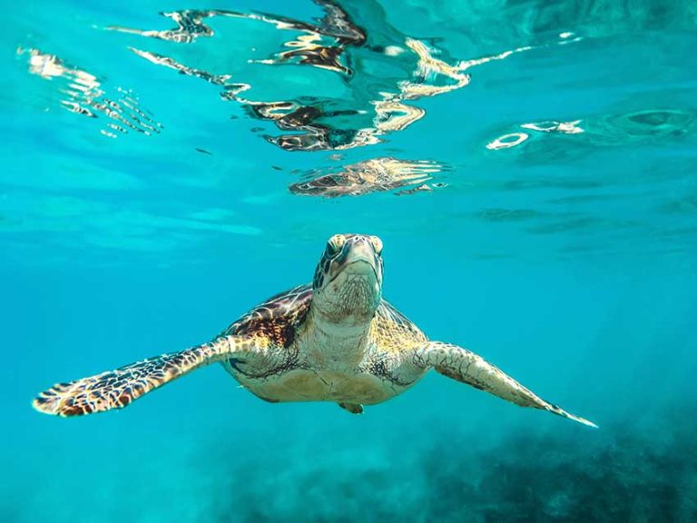 Sea Turtle Fishing Opens Tomorrow - The Voice St. Lucia News