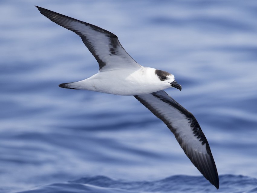 Conservationists Pen Action Plan to Protect Extremely Elusive and ...