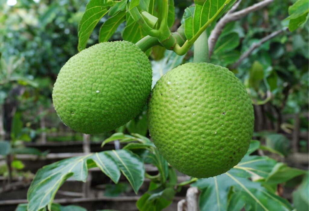 Breadfruit and Breadnut Festival on Display for Emancipation Day ...