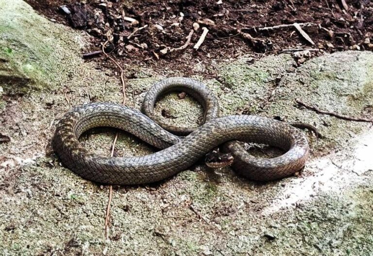 Public Notice | Illegal visits to the Maria Islands Nature Reserve ...