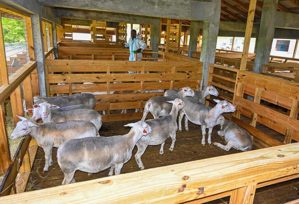 New Animal Breeds Land in Saint Lucia Under CERC- UBEC Project - The ...