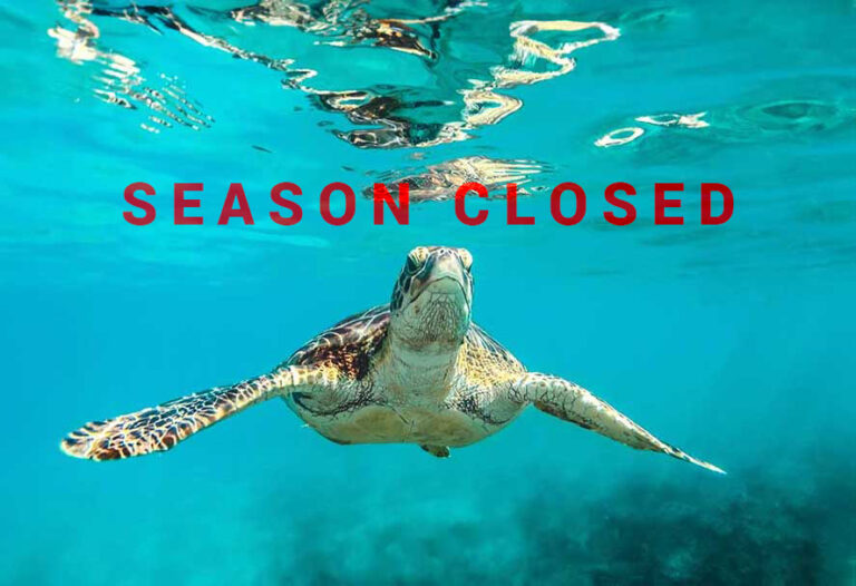 MOA: All harvesting, sale and consumption of sea turtle must cease by ...